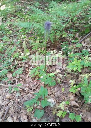 Black Rampion (Phyteuma nigrum), Plantae, 56332 Brodenbach, Deutschland ...
