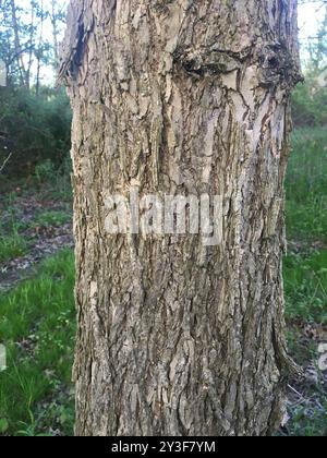 American elm (Ulmus americana) Plantae Stock Photo - Alamy