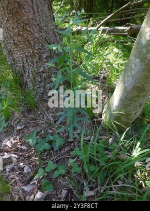 Common Gromwell (Lithospermum officinale) Plantae Stock Photo - Alamy