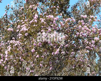 swamp honey-myrtle (Melaleuca squamea) Plantae Stock Photo - Alamy