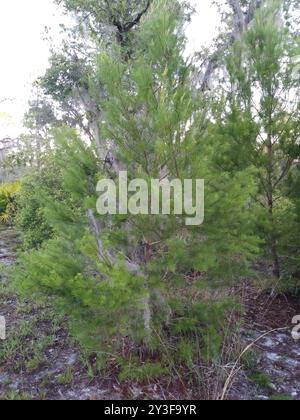 sand pine (Pinus clausa), Plantae, Flagler County, US-FL, US Stock ...