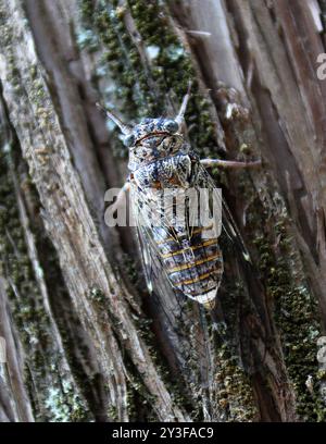 Cretan Cicada, Cicada cretensis, Hemiptera, Cicadidae, on a Tree in the ...
