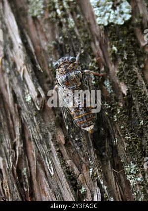Cretan Cicada, Cicada cretensis, Hemiptera, Cicadidae, on a Tree in the ...