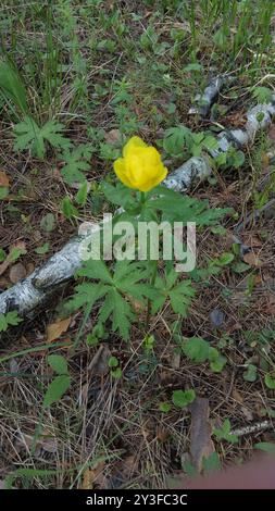 European Globeflower (Trollius europaeus) Plantae Stock Photo - Alamy