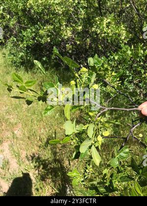 Western Hoptree (Ptelea crenulata) Plantae Stock Photo - Alamy