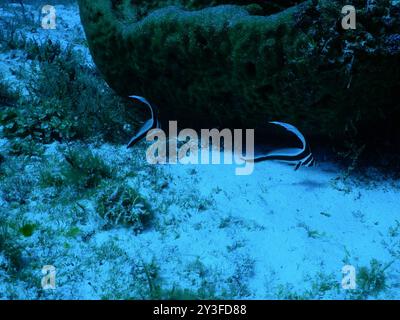 Spotted Drum (Eques punctatus) Actinopterygii Stock Photo - Alamy