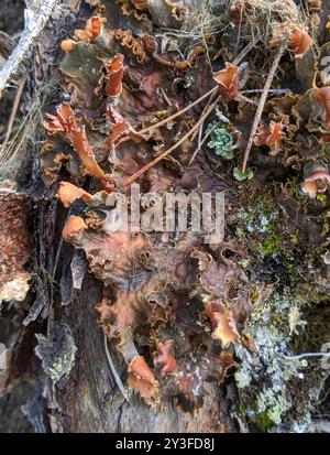 many-fruited pelt lichen (Peltigera polydactylon) Fungi Stock Photo - Alamy