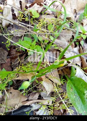 Asparagus rust (Puccinia asparagi) Fungi Stock Photo - Alamy