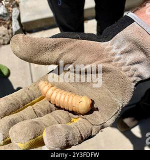 Tooth-necked and Aberrant Longhorn Beetles (Prioninae) Insecta Stock ...
