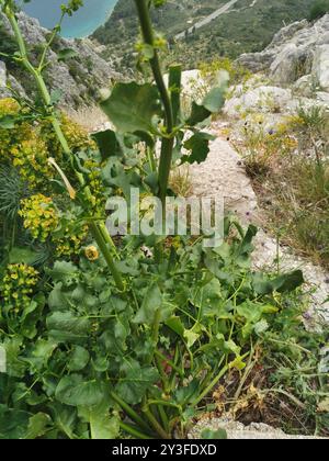 Hercules All-heal (Opopanax chironium) Plantae Stock Photo - Alamy