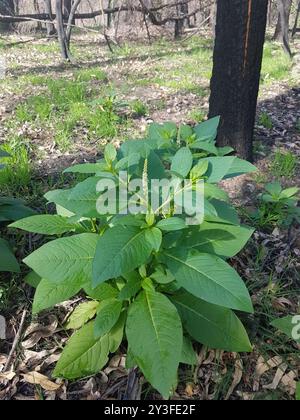 Inkweed (Phytolacca octandra) Plantae Stock Photo - Alamy
