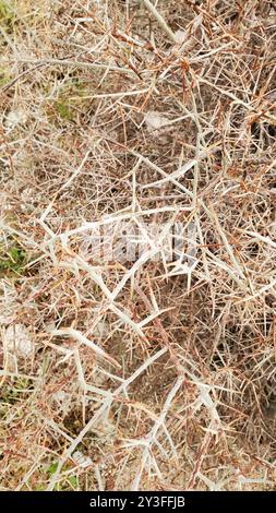 White Rhatany (Krameria bicolor) Plantae Stock Photo - Alamy