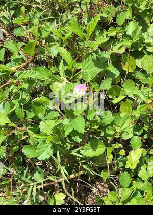 Pyramid Flower (Melochia pyramidata) Plantae Stock Photo - Alamy