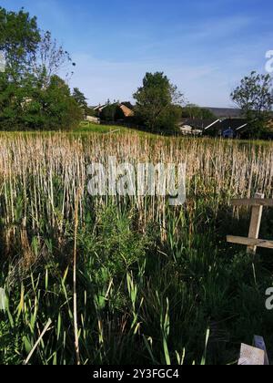 broadleaf cattail (Typha latifolia) Plantae Stock Photo - Alamy