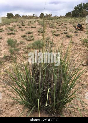 big sacaton (Sporobolus wrightii) Plantae Stock Photo - Alamy
