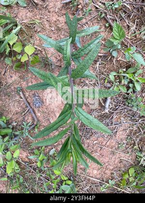 Eastern Butterflyweed (Asclepias tuberosa tuberosa), Plantae, B Everett ...