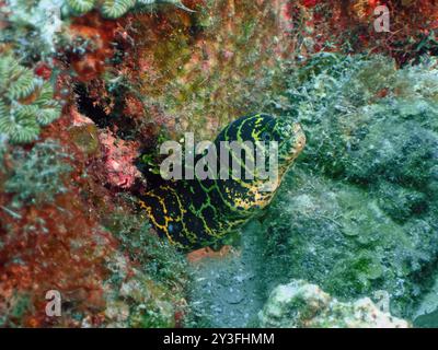 Chain Moray (Echidna catenata) Actinopterygii Stock Photo - Alamy