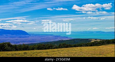 lenga autumn coloured leaves Stock Photo - Alamy