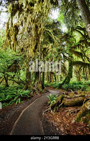 Hall of Moses trail, Hoh rainforest, Olympic National Park, Washington ...