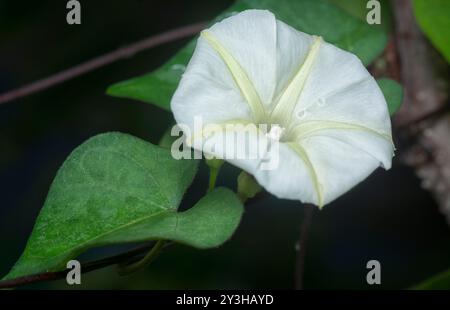 Close shot of the Tiny white ipomoea alba flower Stock Photo - Alamy
