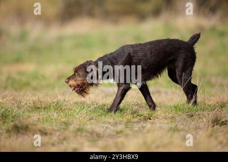 Bohemian wirehaired pointing griffon work with hunter on the meadow ...