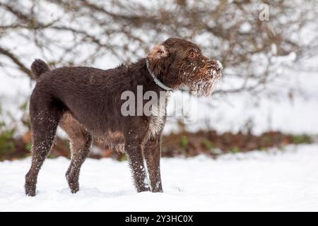 Bohemian wirehaired pointing griffon work with hunter on the meadow ...