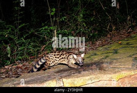 A Janet cat in Mabira Forest Uganda Stock Photo - Alamy