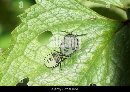 Nymph, the larva of an insect of the family Pentatomidae (shield bug ...