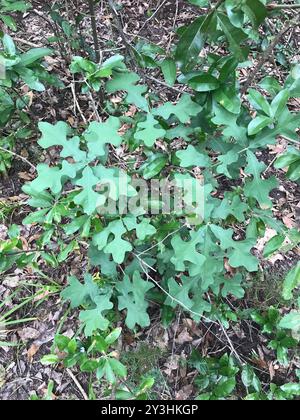 post oak (Quercus stellata), Plantae, Eagle Cliff Dr, Flintstone, GA ...