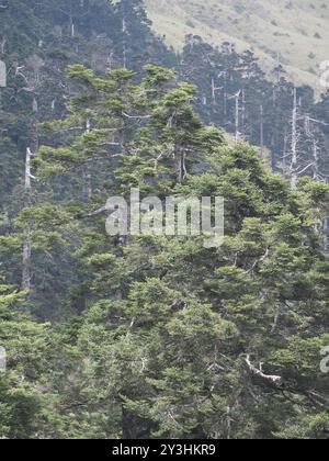 Taiwan fir (Abies kawakamii) Plantae Stock Photo - Alamy