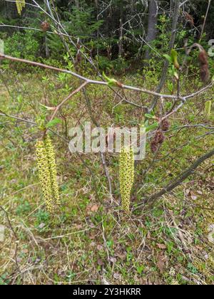 green alder (Alnus alnobetula) Plantae Stock Photo - Alamy