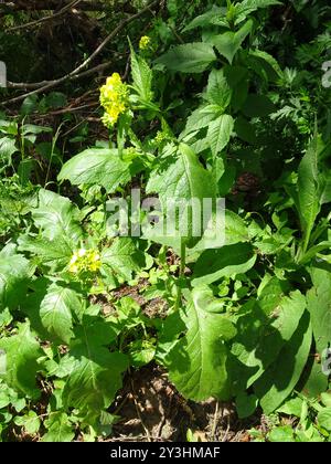 charlock (Mutarda arvensis) Plantae Stock Photo - Alamy