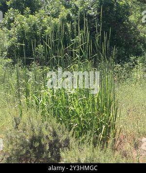 giant wild rye (Leymus condensatus) Plantae Stock Photo - Alamy