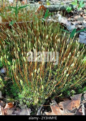 lesser smoothcap (Atrichum angustatum) Plantae Stock Photo - Alamy