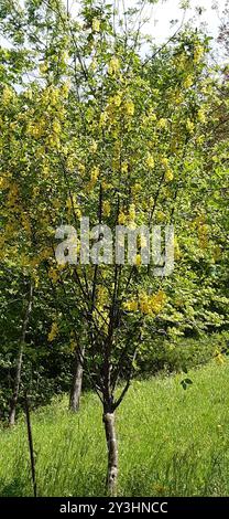 Common Laburnum (Laburnum anagyroides) Plantae Stock Photo - Alamy
