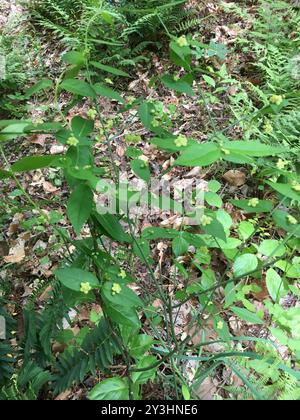 strawberry bush (Euonymus americanus) Plantae Stock Photo - Alamy