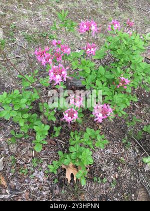 early azalea (Rhododendron prinophyllum), Plantae, The Adirondack ...