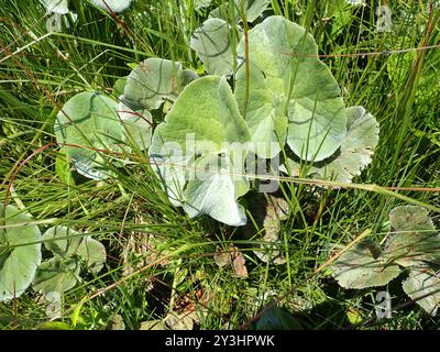 River Pumpkin (Gunnera perpensa) Plantae Stock Photo - Alamy