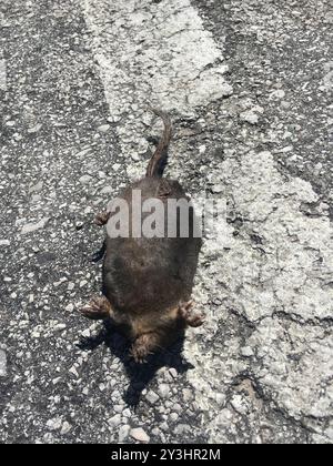 Star-nosed Mole (Condylura cristata) Mammalia Stock Photo - Alamy