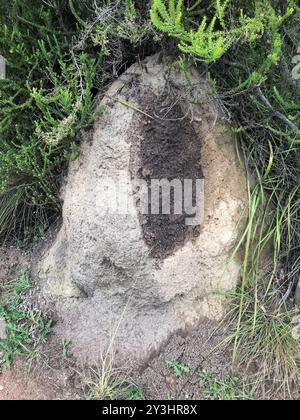 Nasute Termites (Nasutitermitinae) Insecta Stock Photo - Alamy