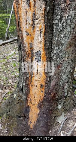 sap yeast (Cystofilobasidium macerans), Fungi, Ellington Road, London ...