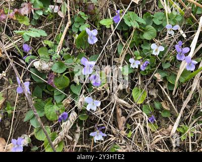 White Violet (Viola alba), Plantae, Grude, Federacija Bosne i ...