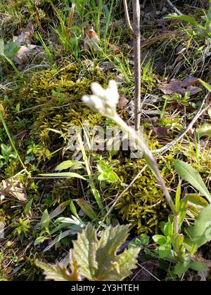 Parlin's Pussytoes (Antennaria parlinii) Plantae Stock Photo - Alamy