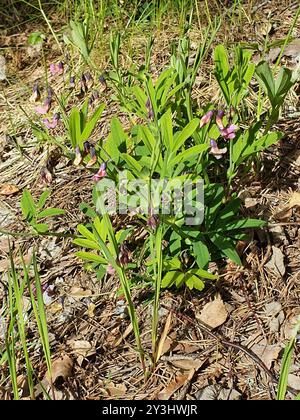 Bitter Vetch (Lathyrus linifolius) Plantae Stock Photo - Alamy