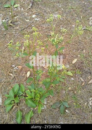 Florida Indian Plantain (Arnoglossum floridanum) Plantae Stock Photo ...