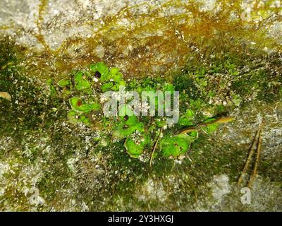 Common Chocolate Chip Lichen (Solorina saccata) Fungi Stock Photo - Alamy