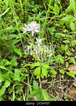 prairie blue-eyed grass (Sisyrinchium campestre) Plantae Stock Photo ...