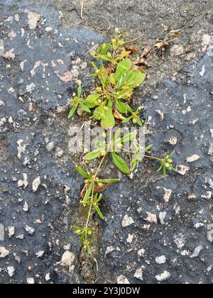 green carpetweed (Mollugo verticillata) Plantae Stock Photo - Alamy