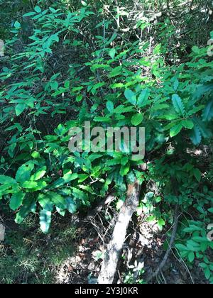 Chinese Photinia (Photinia serratifolia) Plantae Stock Photo - Alamy