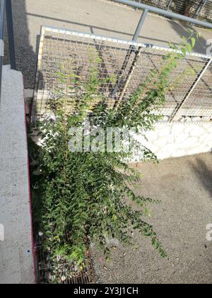 Nettle tree (Celtis australis) Plantae Stock Photo - Alamy